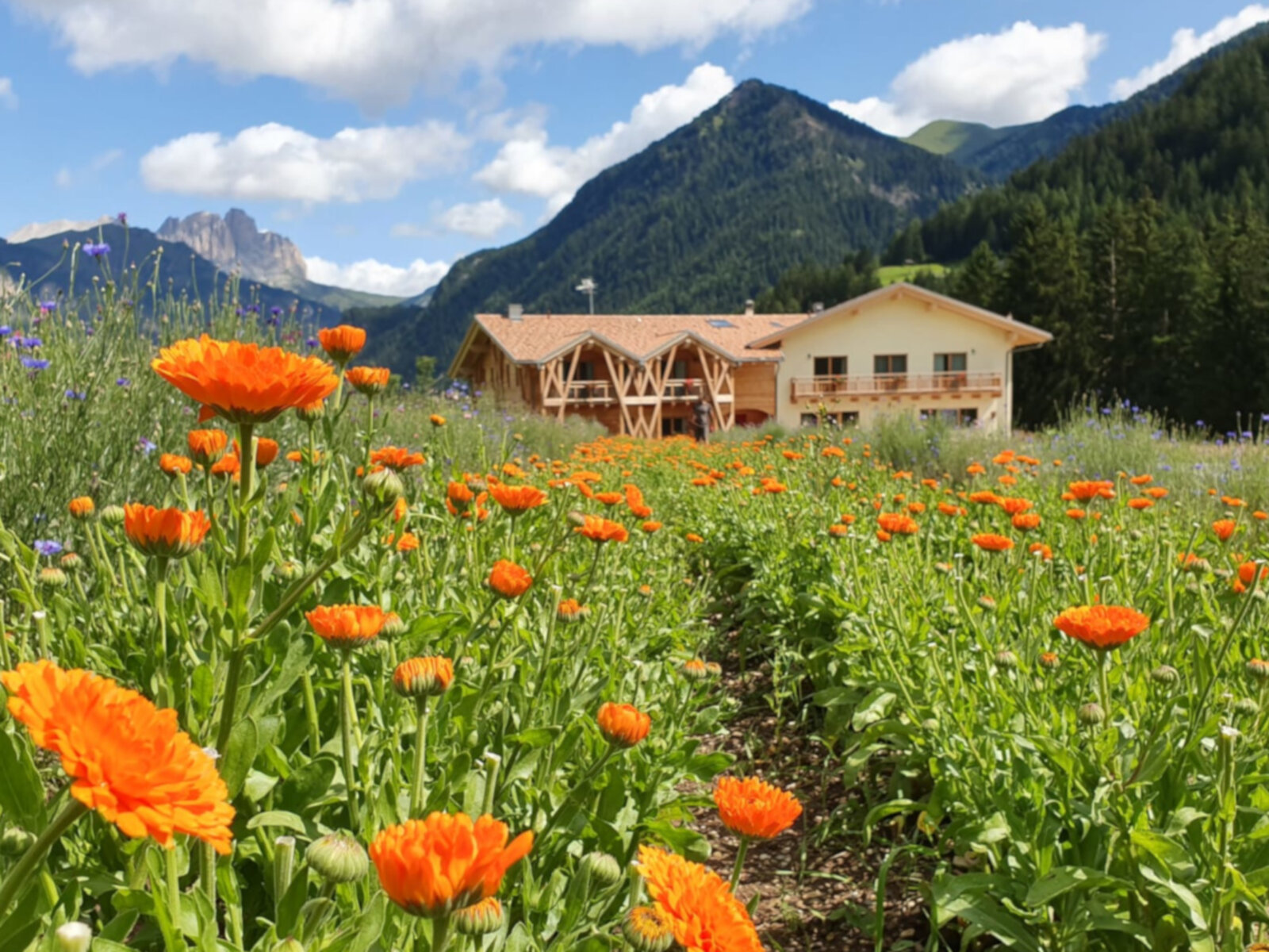 Val di Fassa Guest Card discover the benefits